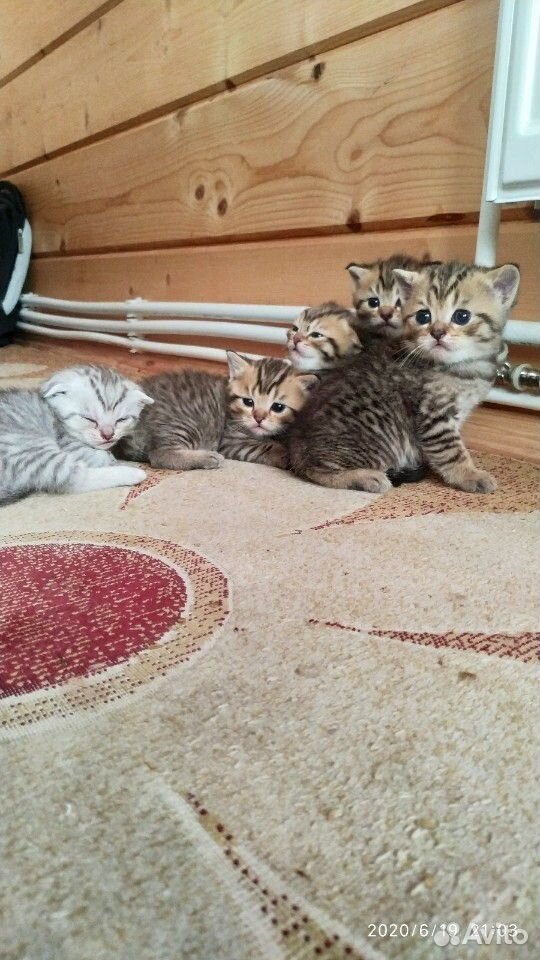 Котята британцы "тигровые"