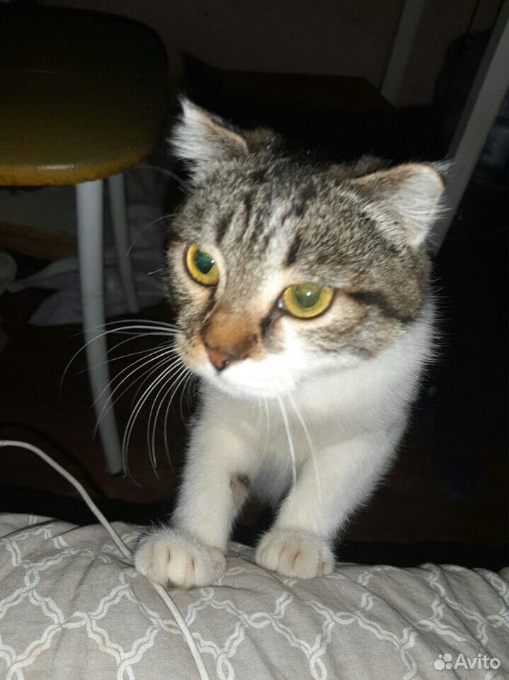 Кошечка в добрые руки