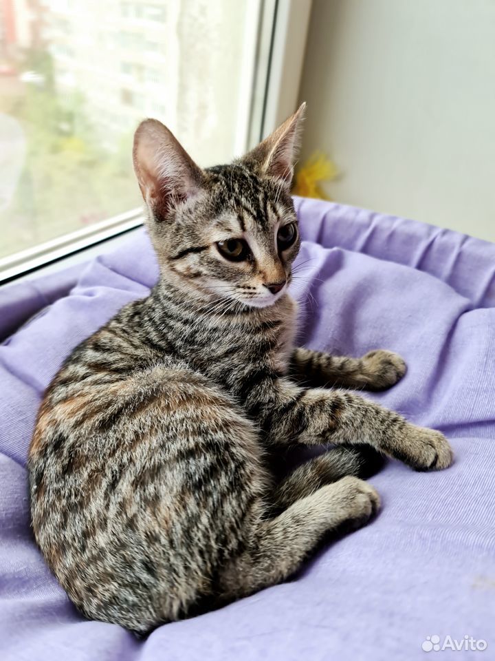 Кошечка 2,5 месяца