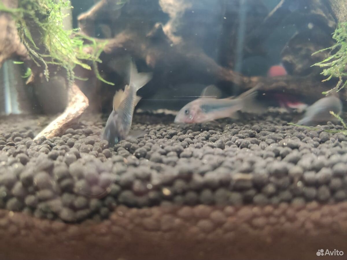 Коридорас золотой