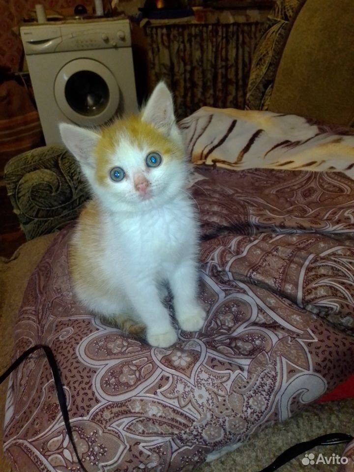 Кошка