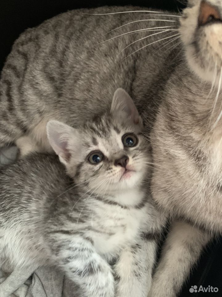 Отдадим котёночка в добрые руки