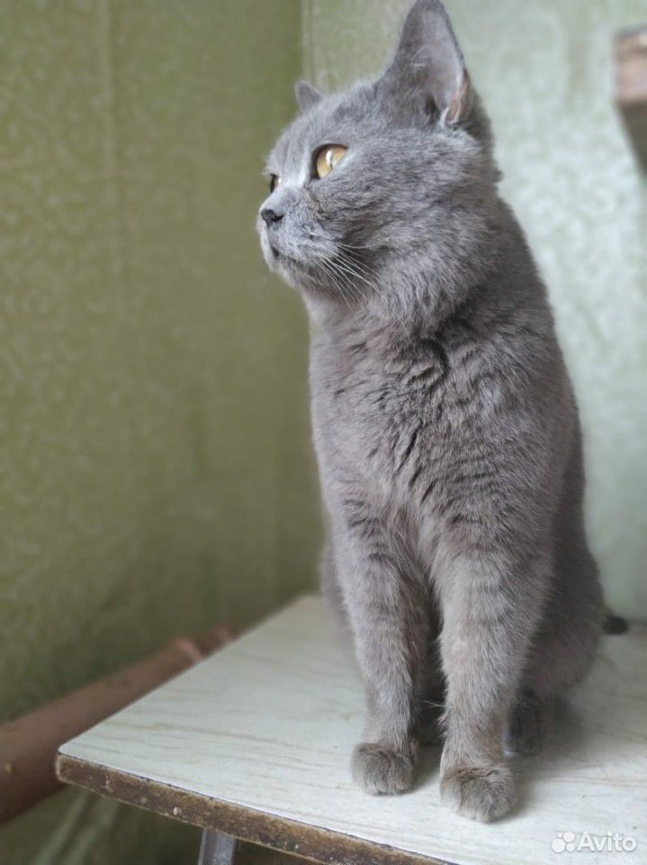 Кошка британка 3 года стерилизована