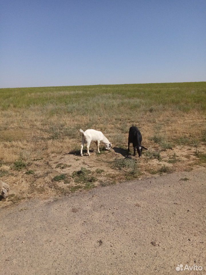 Продаётся козленок