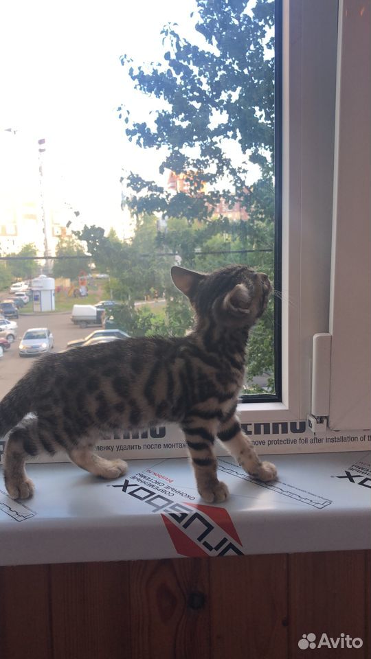 Бенгальская