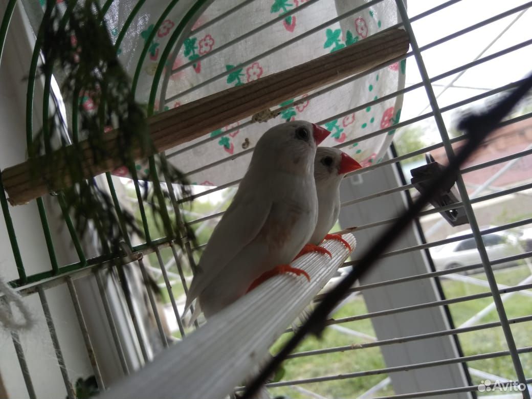 Зебровые амадины