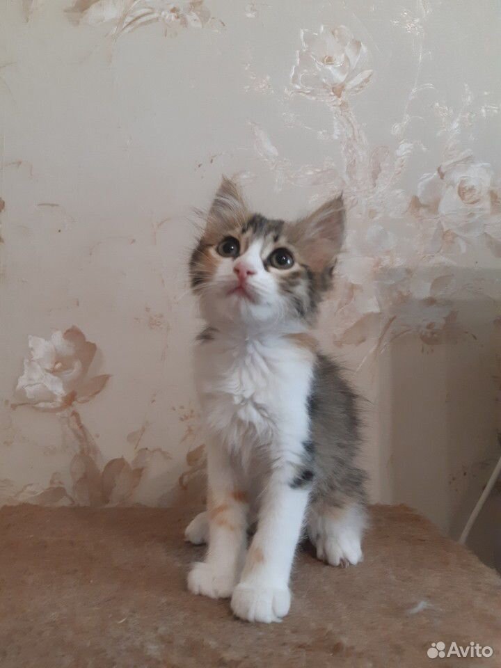 Котенок