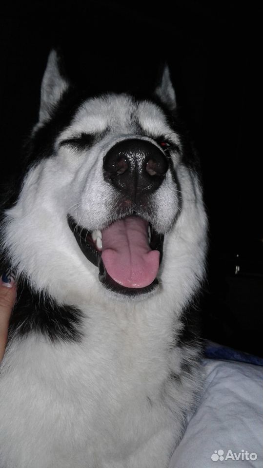 Вязка Сибирского хаски