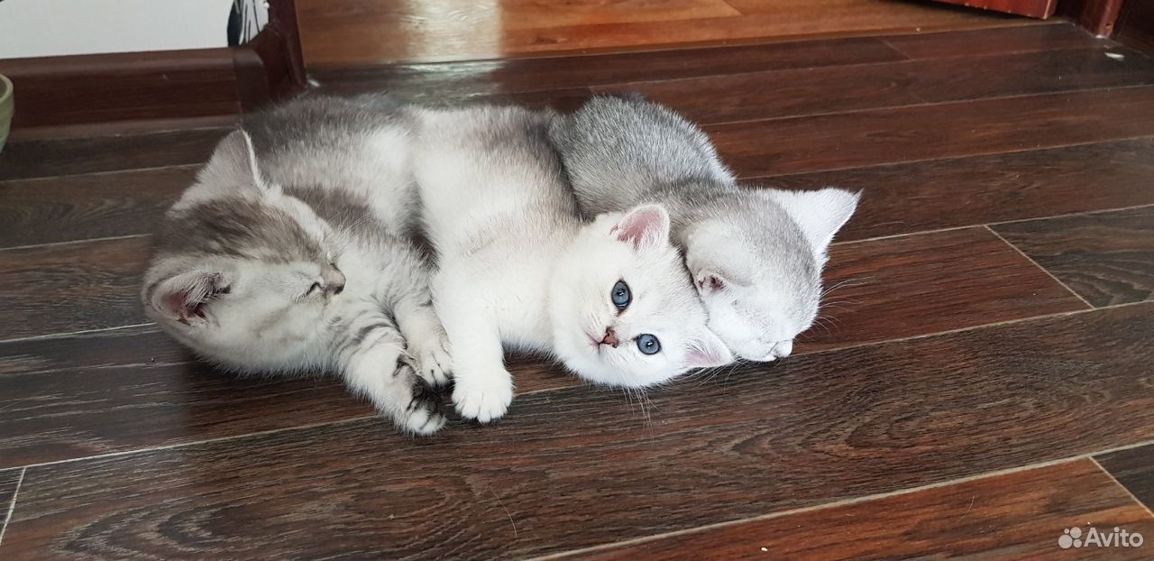 Котята шотландская шиншилла