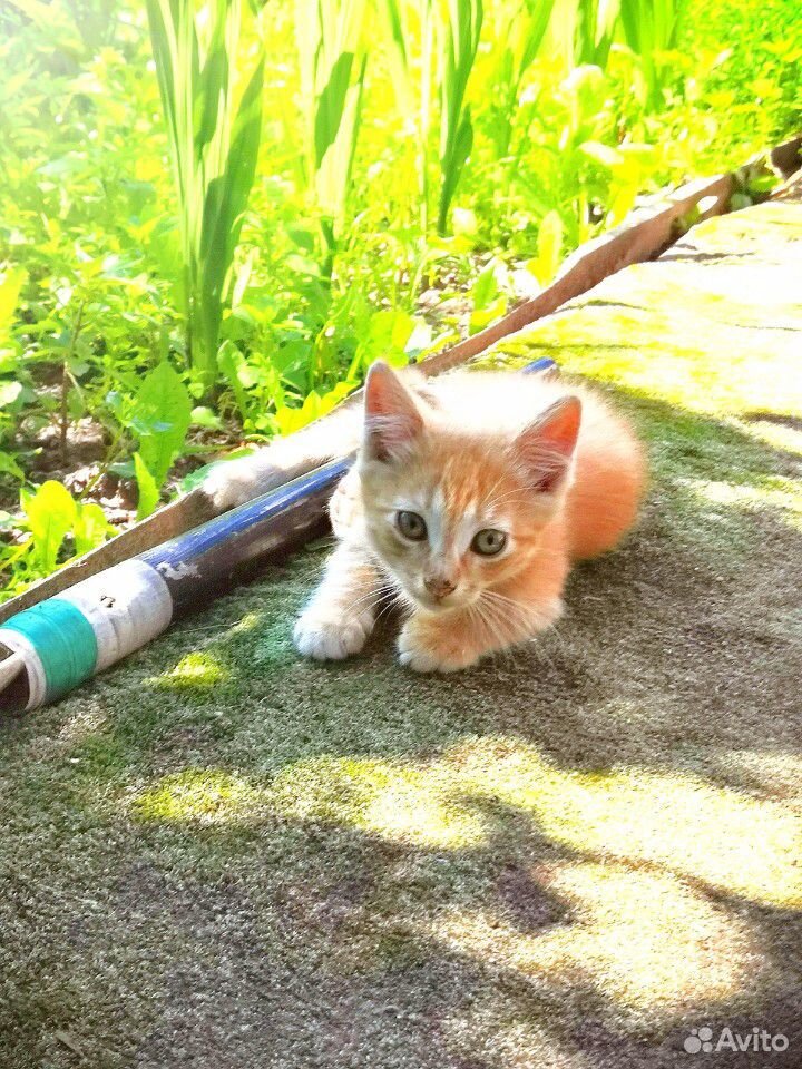 Котята