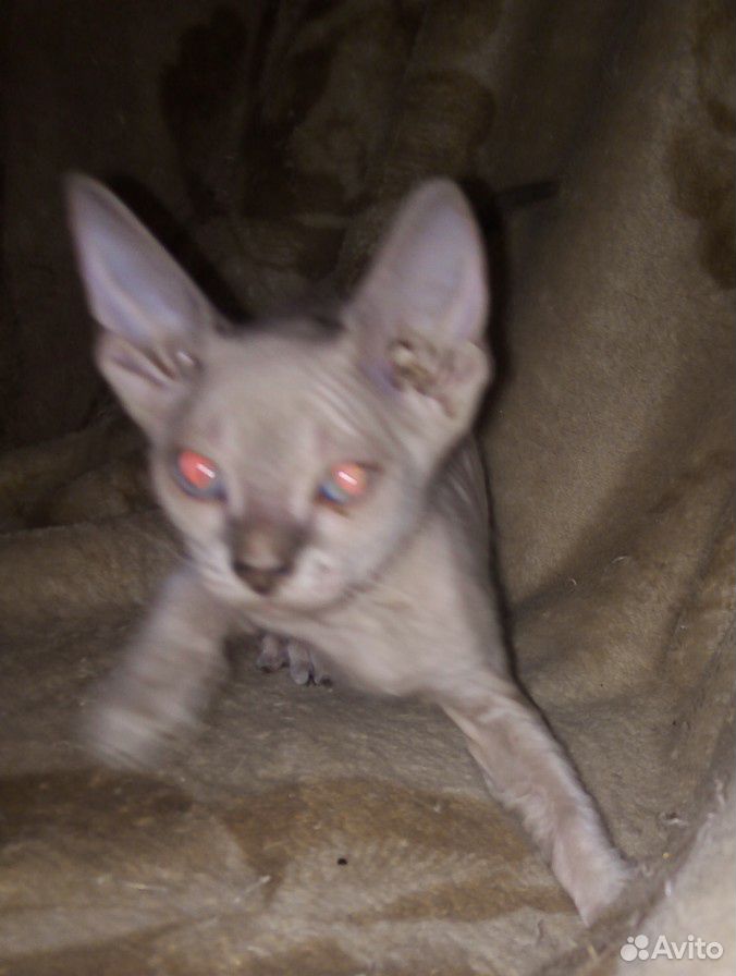 Канадский сфинкс