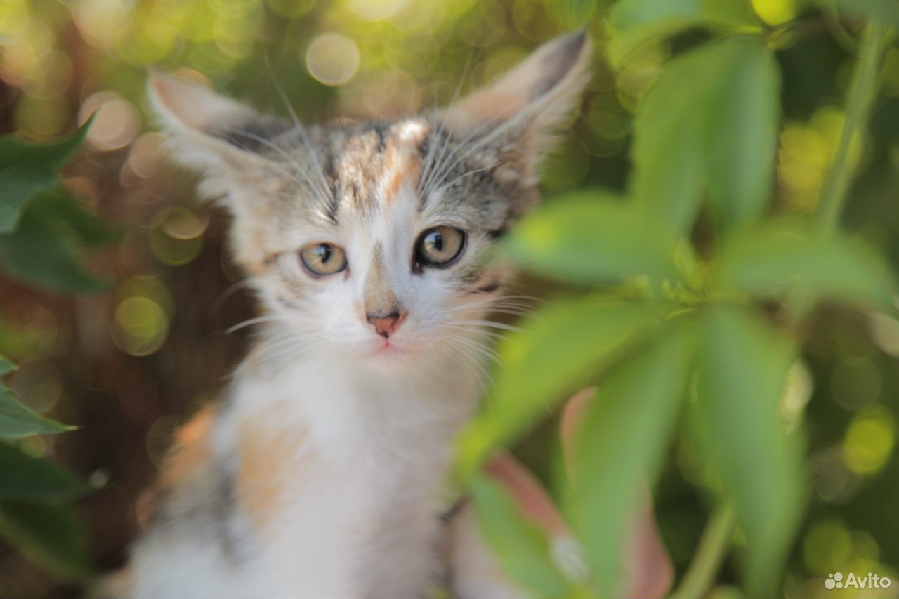 Трехцветная Нежность всю жизнь осчастливит