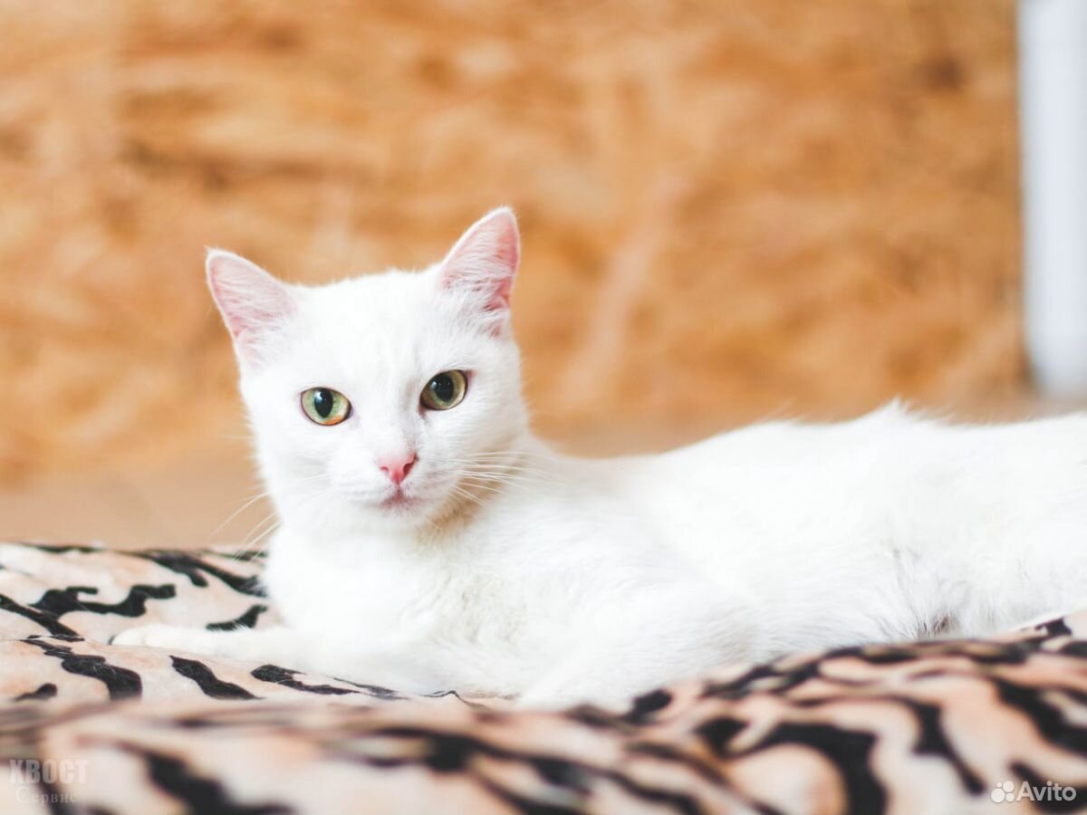 Блондинка Айвори, кошка 1 год