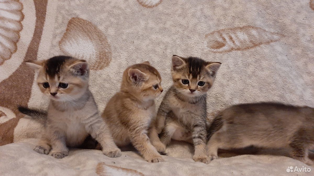 Котята