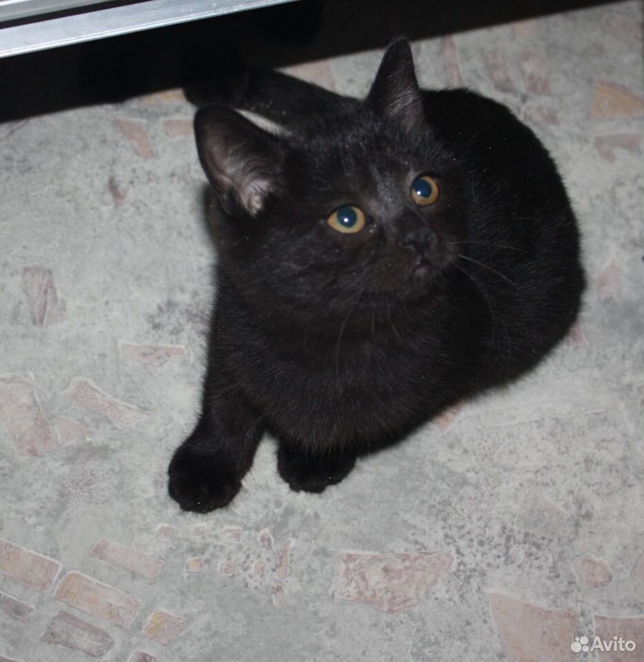 Элегантная черная девока. 62 дня