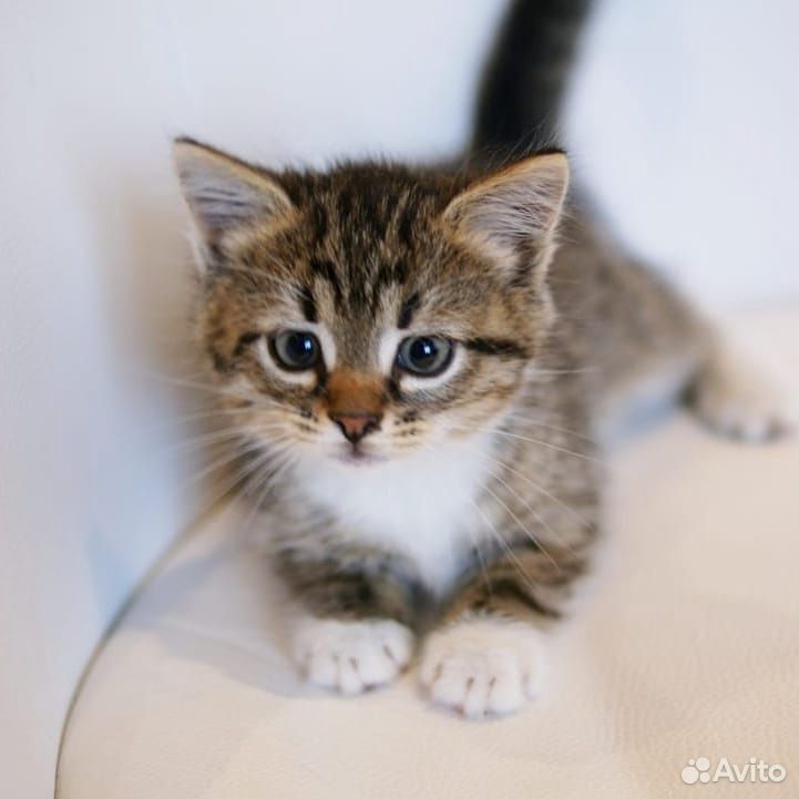 Трёхцветная котейка