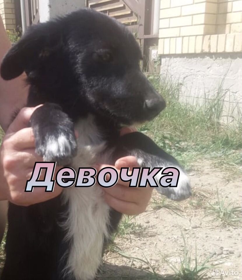 В добрые руки