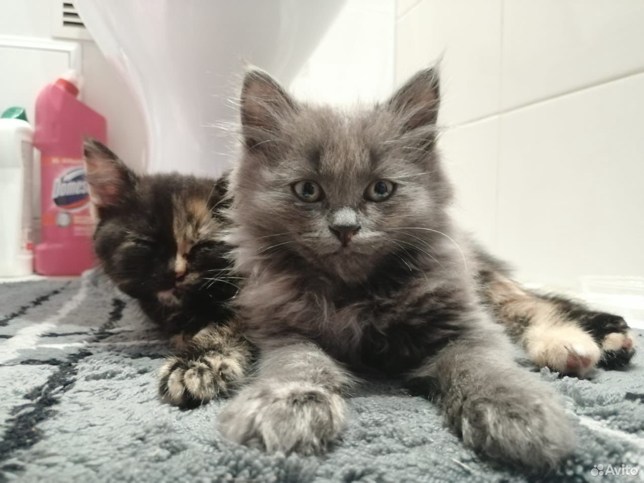 Кошка