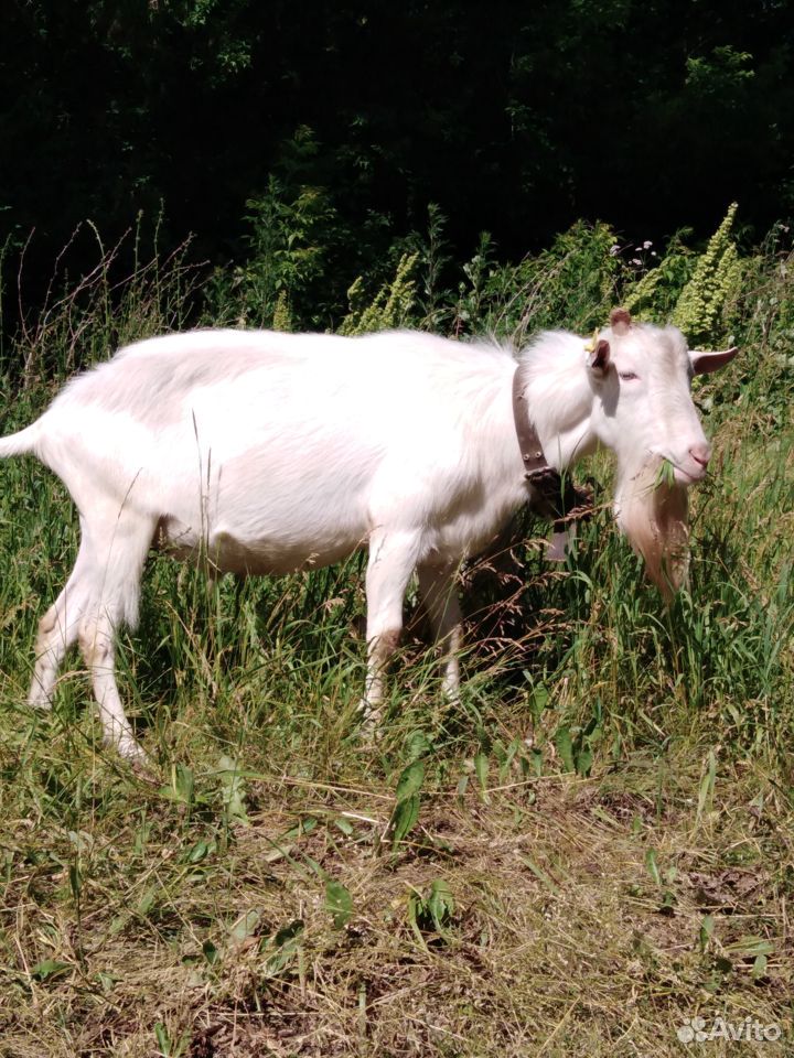 Козел зааненский чистопородный