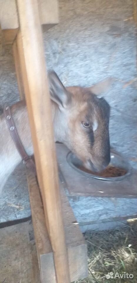 Коза. Даёт 2,5 литра