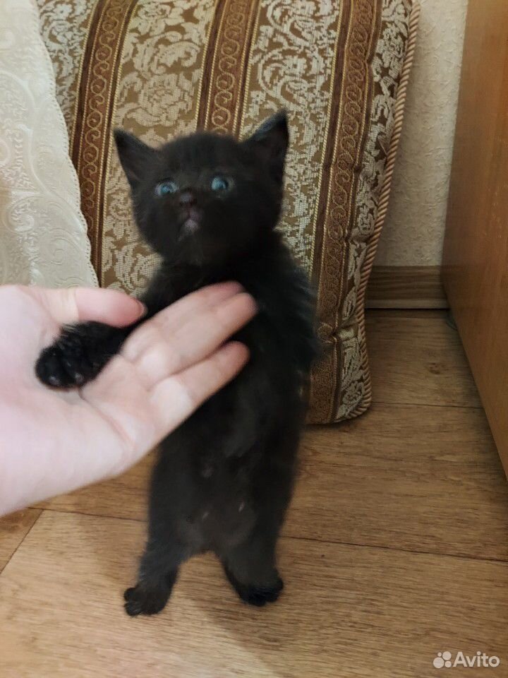 Кошка