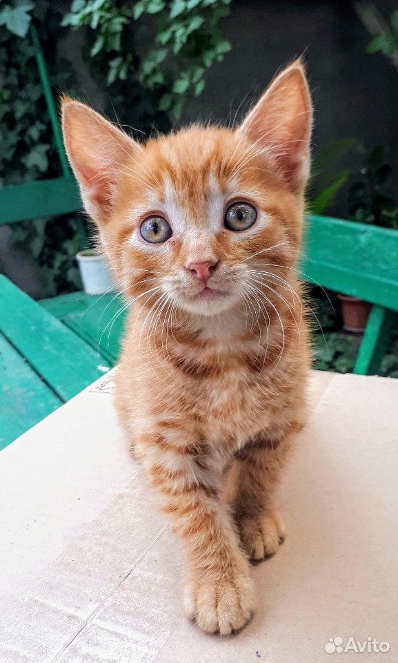 Котята 2-месячные