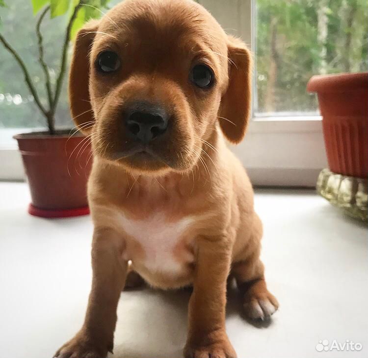 Продам щенков