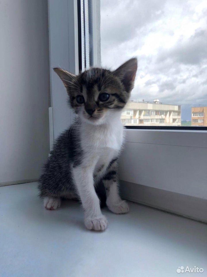 Котомальчик