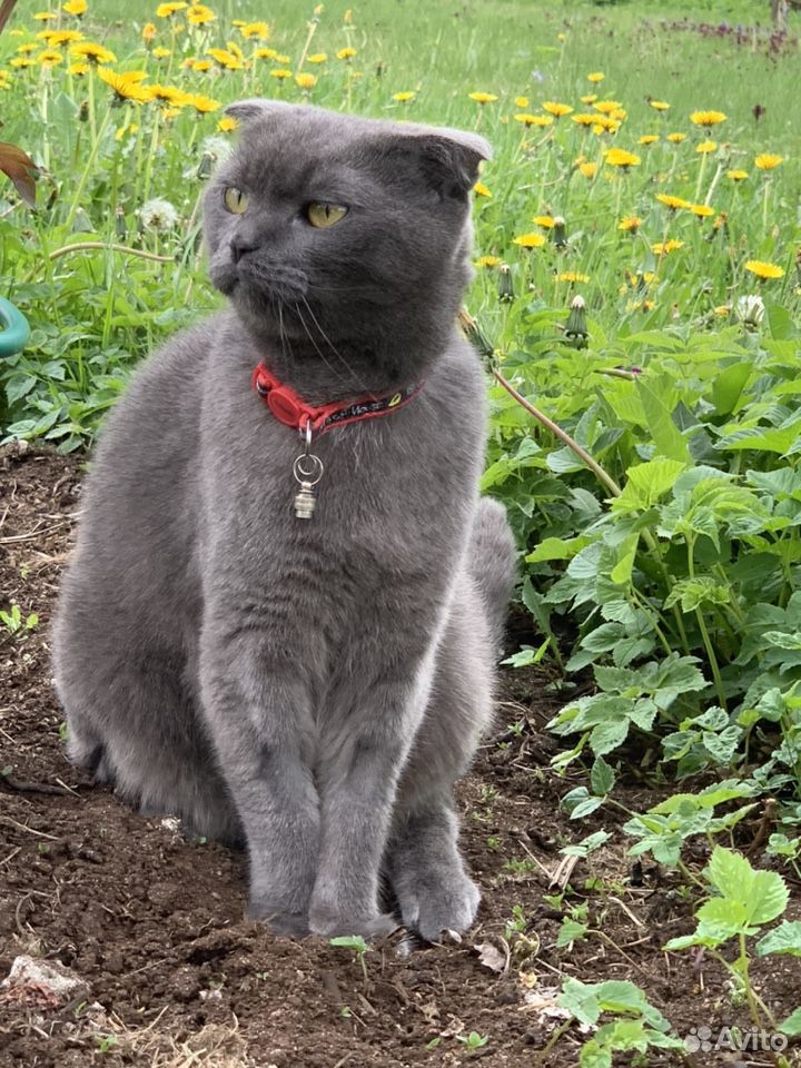Шотландская вислоухая кошка в ответственные руки