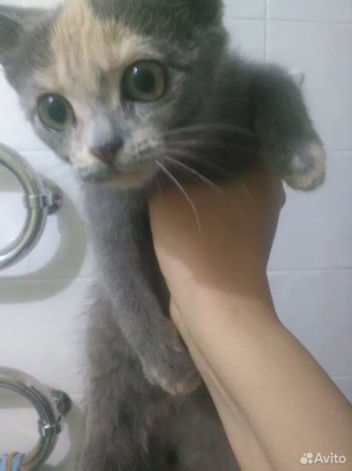 Котенок (девочка) ищет дом