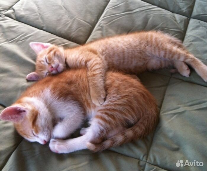 Маленькие рыжие котята 2 мес. в дар