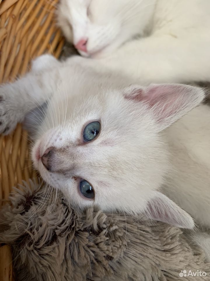 Котёнок, белый, коричневый, метис Ангоры, девочка
