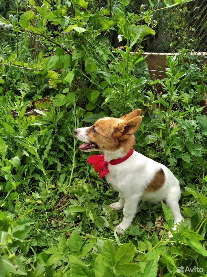 Зайка помесь Джек Рассел только в квартиру