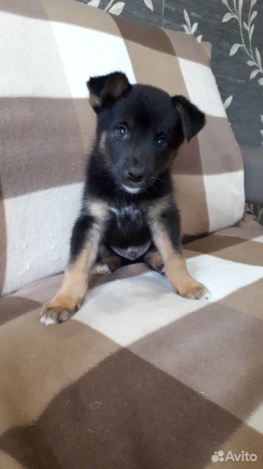 Арни ищет дом