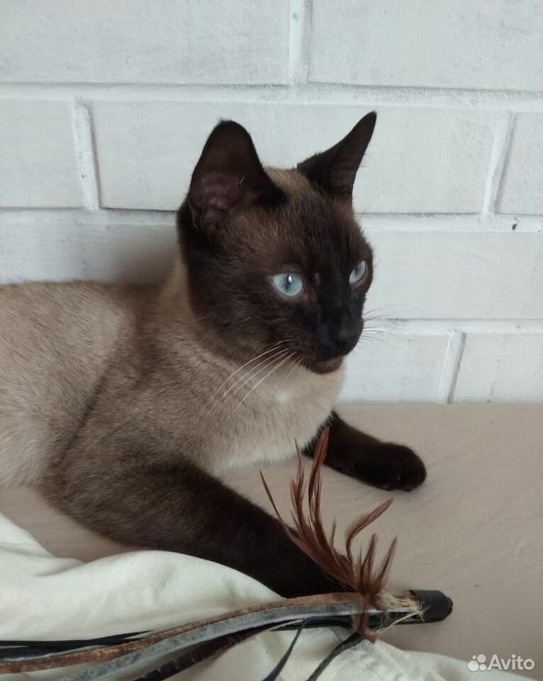Сиамский котик Гоша, 1 год