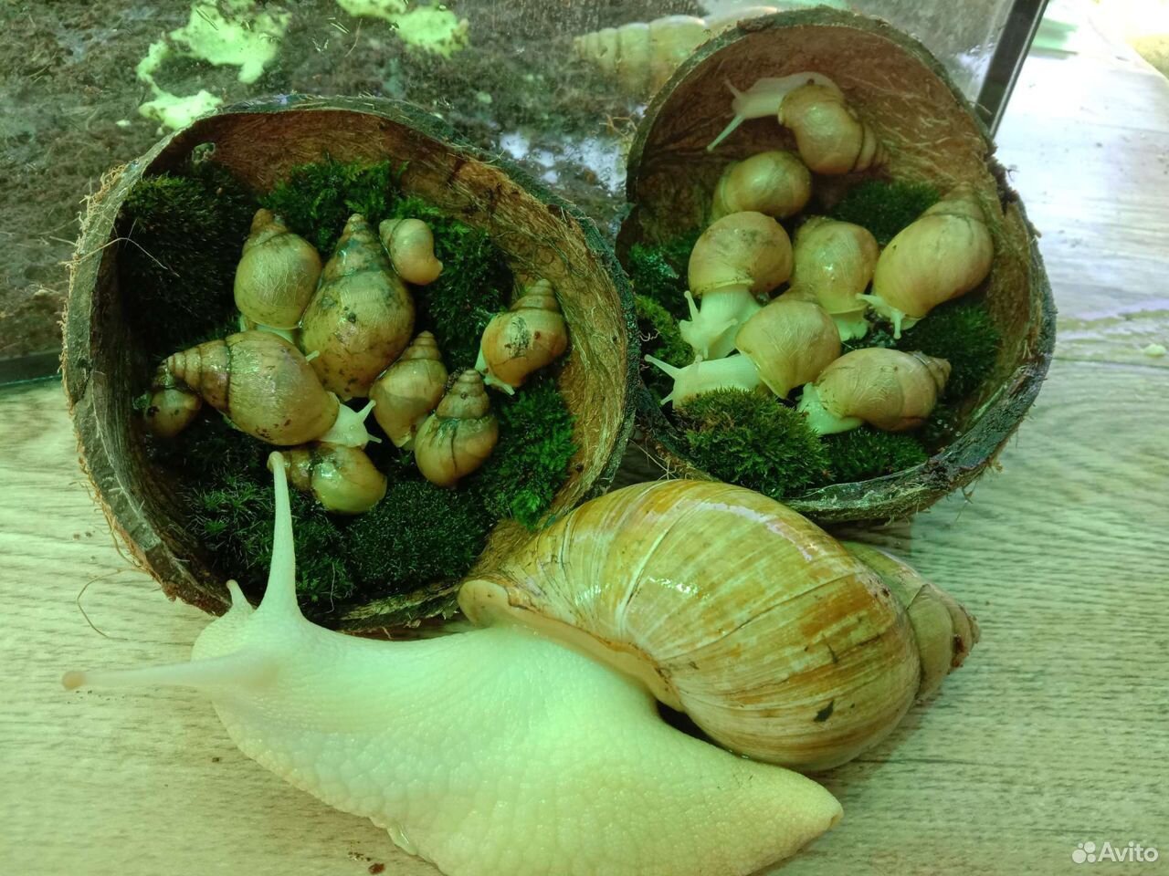 Улитки Альбиносы