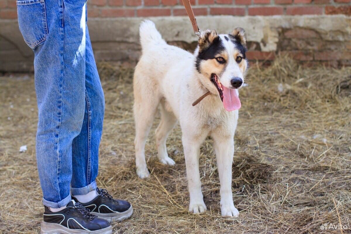 Алабай Рем ищет дом