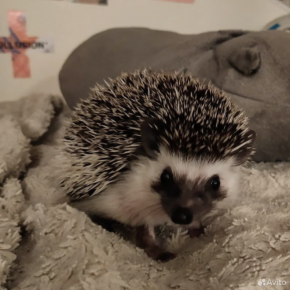Ручной карликовый африканский ёж девочка