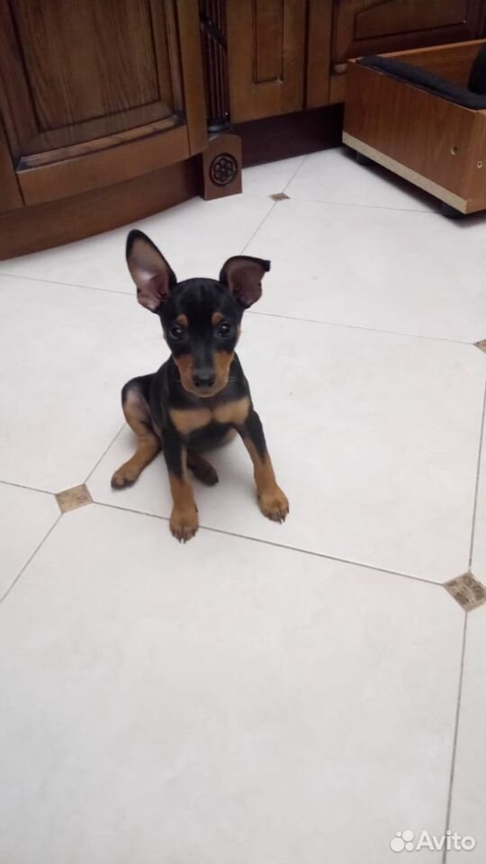 Цвергпинчер (карликовый доберман)