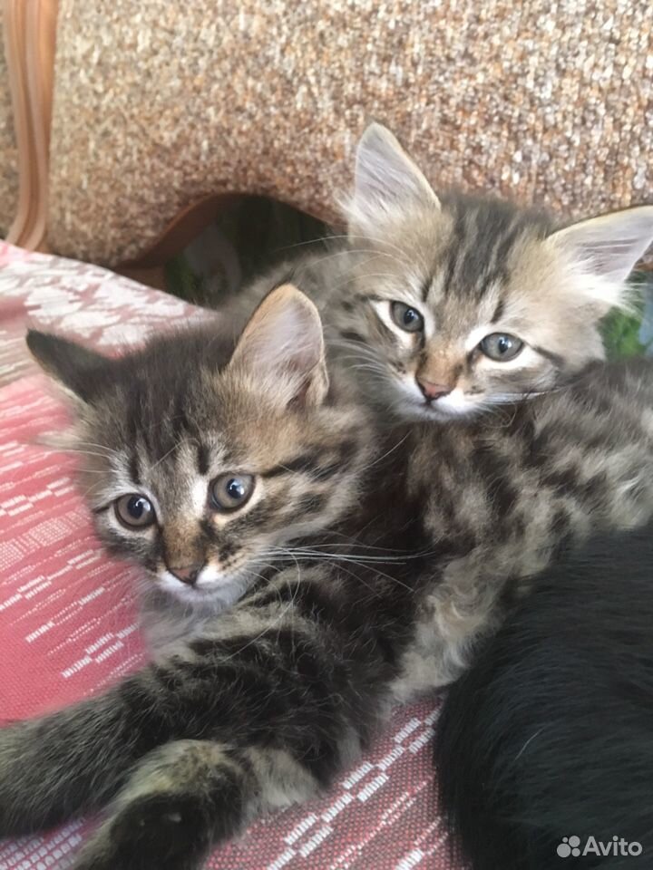 Котята, очень умные красивые ребята , приучены к л