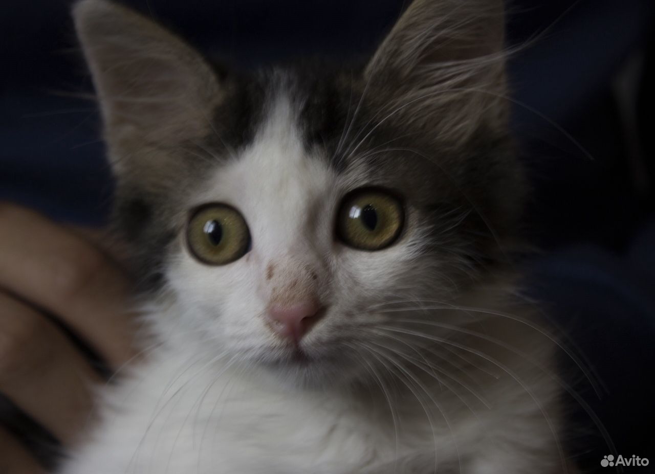 Котёнок девочка 1,5 мес