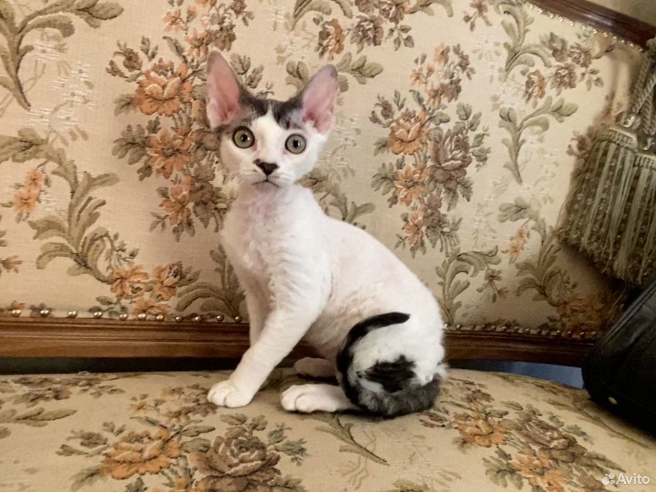 Девон-рекс принц Алеандр