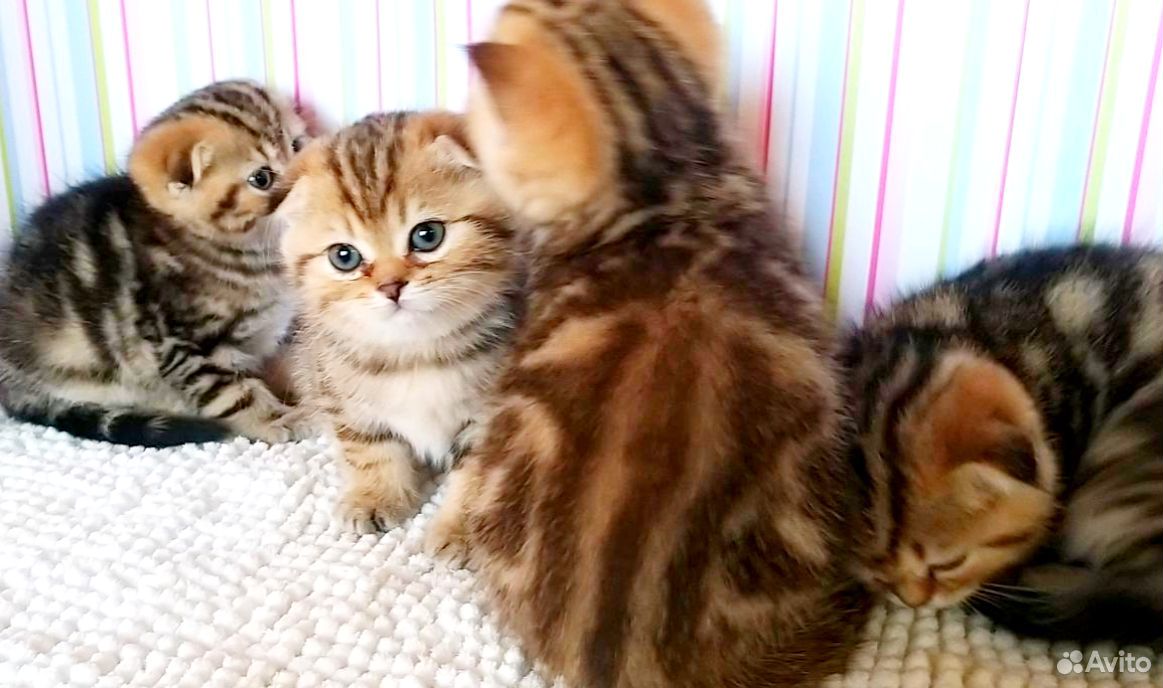 Котятки Клубные, плюшевые, тигровых окрасов