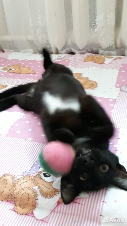 Кот