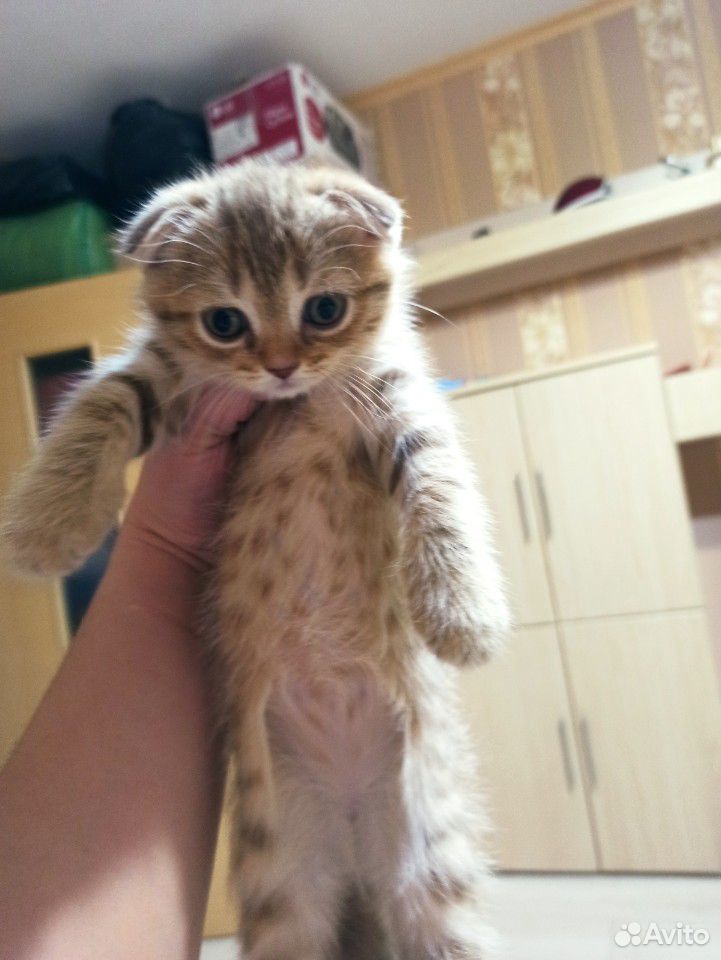 Скотиш фолд, золотая тигруля
