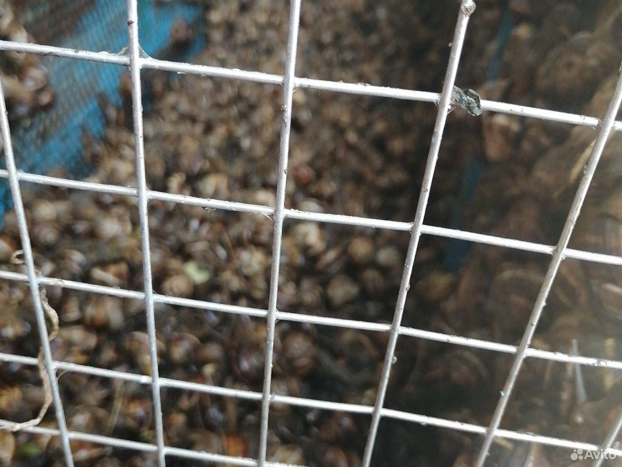 Виноградная улитка