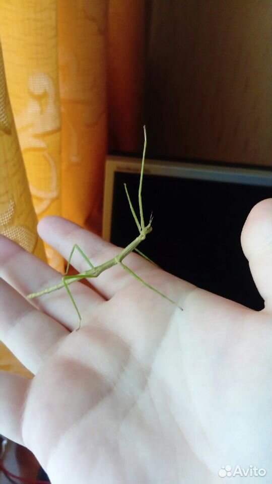 Анамский палочник