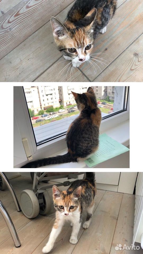 Котенок