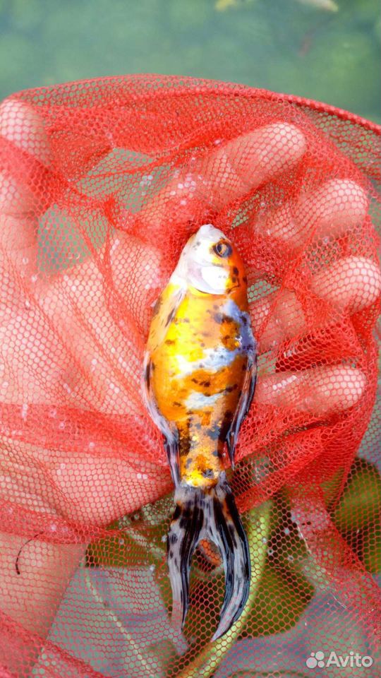 Золотая рыбка комета