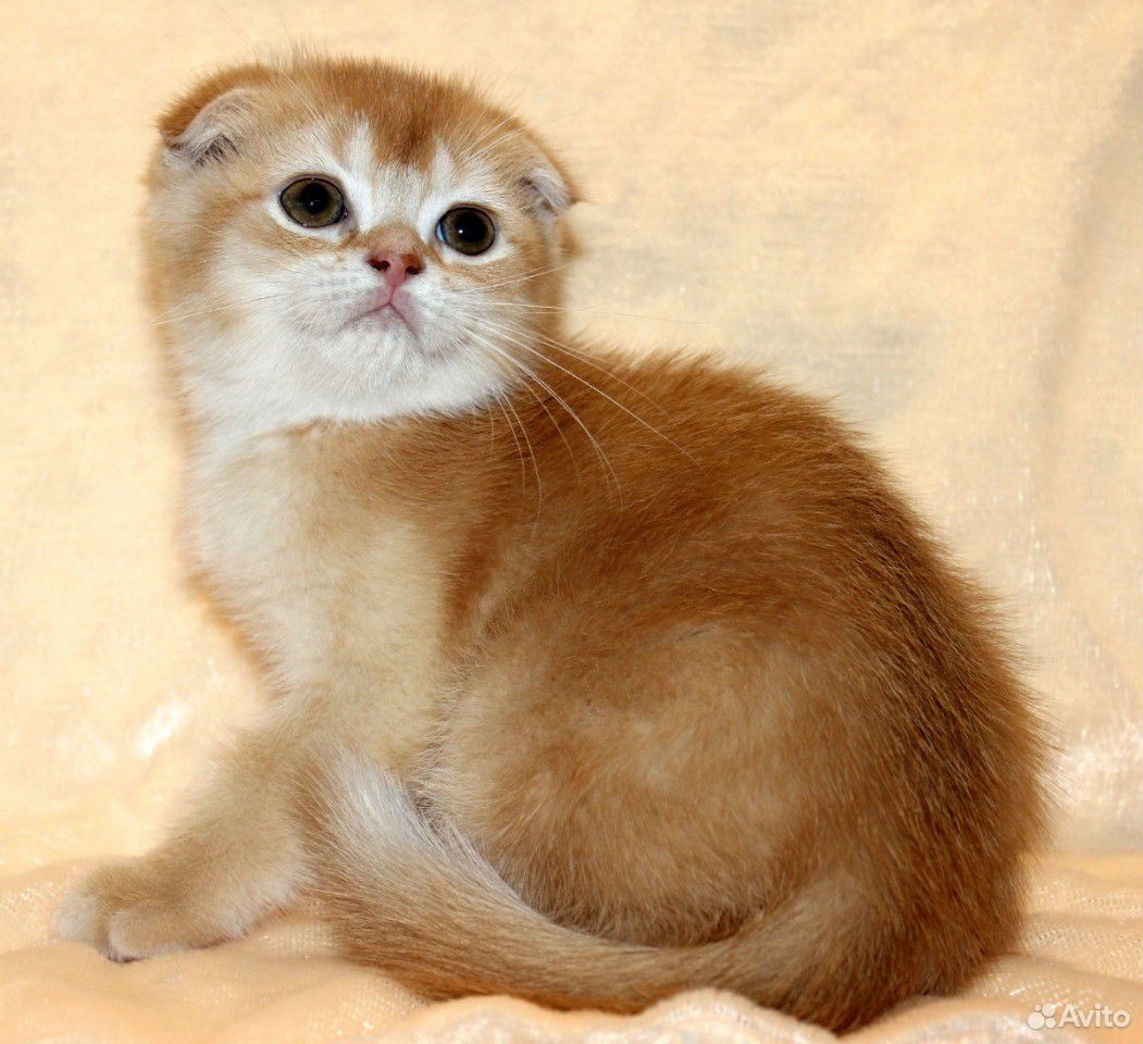 Рыженький вислоухий мальчик